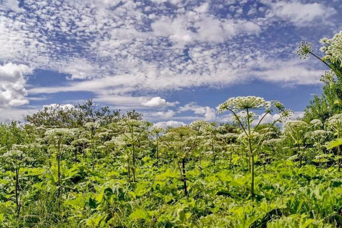 Минск почти победил опасный борщевик