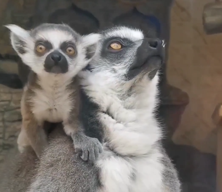 В Минском зоопарке у лемуров родился малыш | СмартПресс